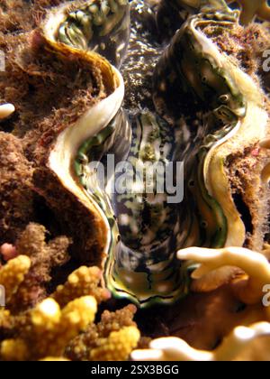 Rugose giant clam. Molluscs, type Mollusca. Bivalve mollusks. Family ...