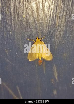Butterflies and Moths (Lepidoptera), Insecta, Kerala, India Stock Photo ...