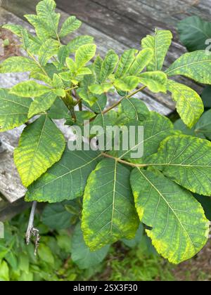 hickories (Carya), Plantae, Old Garrett Ct, White Hall, MD, US Stock ...