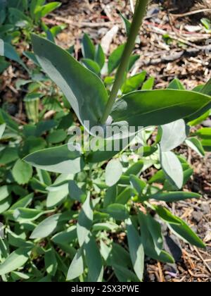Glaucous Beardtongue (Penstemon euglaucus), Plantae, Sisters, OR 97759 ...
