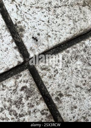 Japanese Carpenter Ant (Camponotus japonicus), Insecta, Hongshan ...