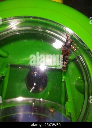 (Platydracus stercorarius), Insecta, P. E. Eriksens Vej 1 Stock Photo ...