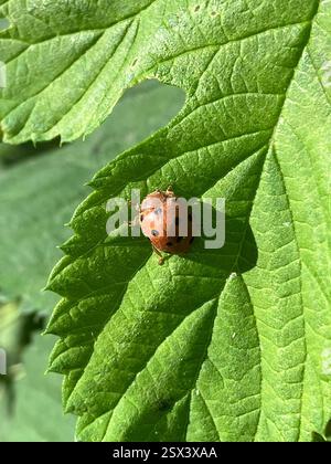 Bryony Ladybird (Henosepilachna argus), Insecta, Komiža, Kroatien Stock ...
