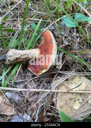 (Caloboletus firmus), Fungi, Wadesboro, NC, US Stock Photo - Alamy