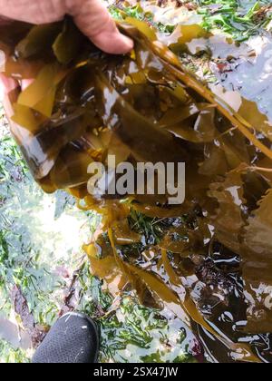 red algae (Rhodophyta), Plantae, Santa Cruz, California, United States ...