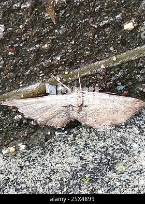 The Fern (Horisme tersata), Insecta, Sophia, Bath BA2 9BW, UK Stock ...