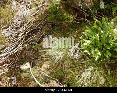 Matgrass (Nardus stricta), Plantae, Angus Council, UK Stock Photo - Alamy