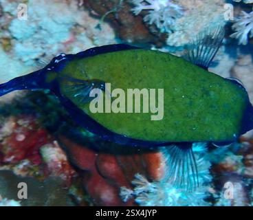 Bluetail Boxfish (Ostracion cyanurus), Actinopterygii, Dibab, Red Sea ...