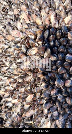 Little Black Mussel (Xenostrobus neozelanicus), Mollusca, Greenhithe ...