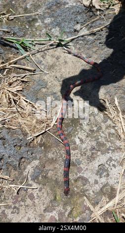 Coral Earth Snake (Geophis semidoliatus), Reptilia, La Pitaya, Xalapa ...