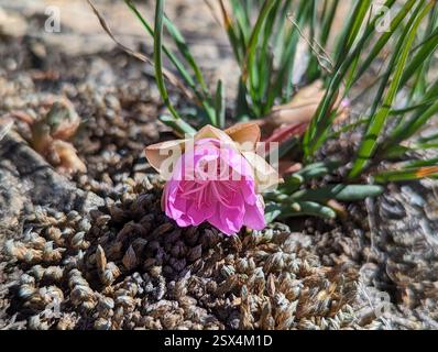 Bitterroot (Lewisia rediviva), Plantae, Columbia River Gorge National ...
