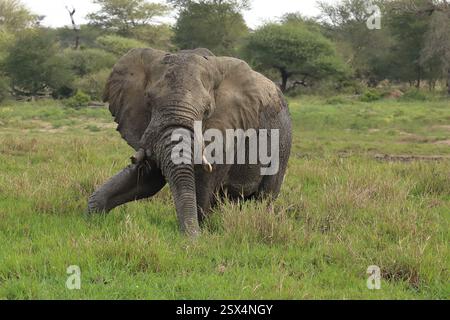 Afrikanischer Elefant im Schlamm / African elephant in the mud ...