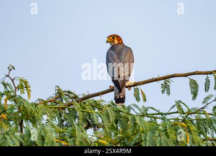 Red-necked Falcon (Falco chicquera), India Stock Photo - Alamy