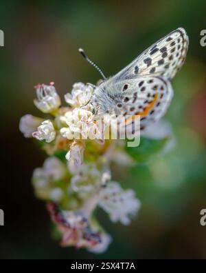 El Segundo Blue (Euphilotes battoides allyni Stock Photo - Alamy