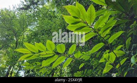 mountain doghobble (Leucothoe fontanesiana Stock Photo - Alamy