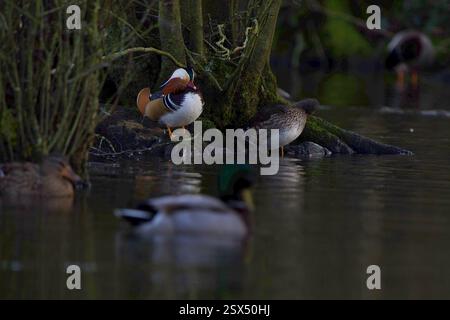 Pair of Mandarin Duck standing next to a lake in England. The mandarin ...