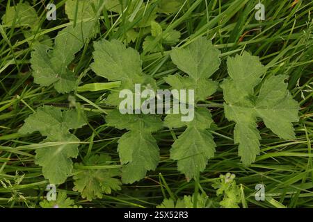 hogweed (Heracleum sphondylium), Plantae, Malltraeth, Anglesey, North ...