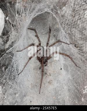 Cardinal Spider (Tegenaria parietina), Arachnida, 24610 Montpeyroux ...