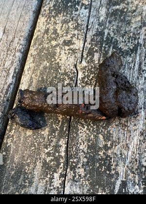 Mammals (Mammalia), Mammalia, Lac Mecham, Thorne, QC, CA Stock Photo ...