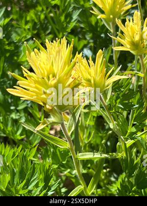 Christ's Indian paintbrush (Castilleja christii), Plantae, Cassia ...