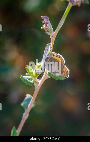 El Segundo Blue (Euphilotes battoides allyni Stock Photo - Alamy