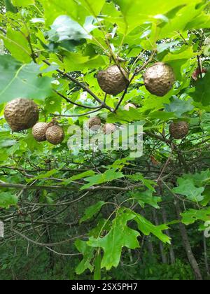 Spongy Oak Apple Gall Wasp (Amphibolips confluenta Stock Photo - Alamy