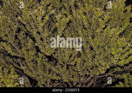 (Olearia nummulariifolia), Plantae, Naseby, New Zealand Stock Photo - Alamy