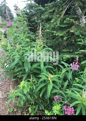 fireweed (Chamaenerion angustifolium), Plantae, Mt. Baker-Snoqualmie ...