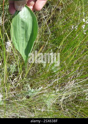 (Plantago maxima), Plantae, Кондольский р-н, Пензенская обл., Россия ...
