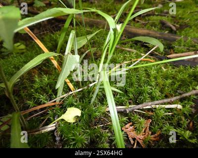 Carex sect. Paniceae (Paniceae), Plantae, North Hero, VT 05474, USA ...