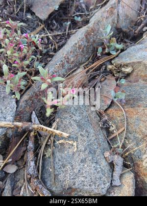 slender monkeyflower (Diplacus leptaleus Stock Photo - Alamy