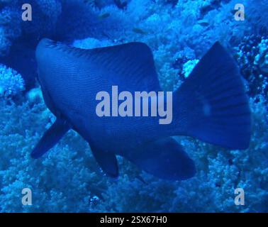 Redmouth Grouper (Aethaloperca rogaa), Actinopterygii, Red Sea, Red Sea ...