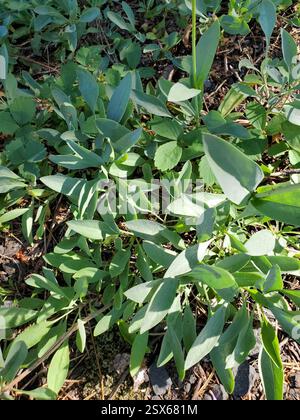 Glaucous Beardtongue (Penstemon euglaucus), Plantae, Sisters, OR 97759 ...