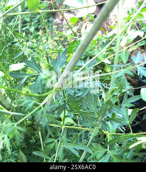 (Apioideae), Plantae, Salita Montebello, Santa Margherita Ligure ...