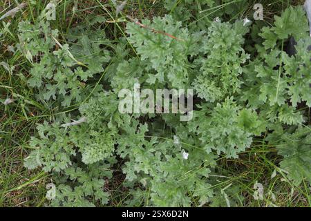 ragwort (Jacobaea vulgaris), Plantae, Malltraeth Cob, Malltraeth ...