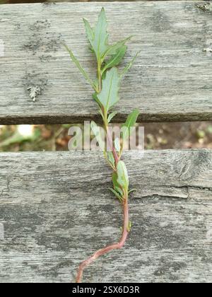 Goosefoots (Oxybasis), Plantae, 147 60 Uttran, Sverige, Weed in ...