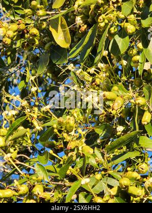 Lolly Bush (Clerodendrum floribundum), Plantae, Bouldercombe QLD 4702 ...