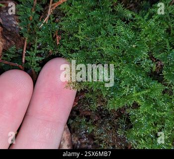 fern mosses (Thuidium), Plantae, Hiawassee, GA 30546, USA Stock Photo ...