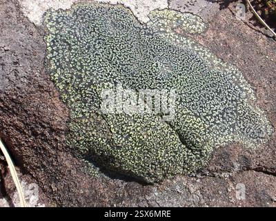 Map Lichens (Rhizocarpon), Fungi, Handa Island, Lairg, Scotland, GB ...