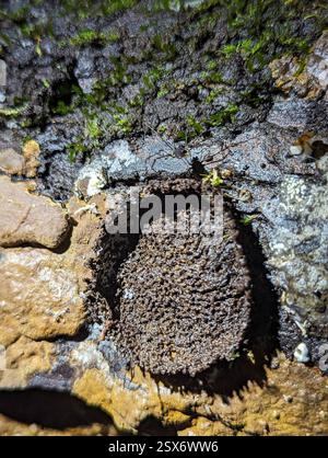 (Quindina), Arachnida, Corregimiento de Cristóbal, Panama, Cool arachnid with mud nest! https ...