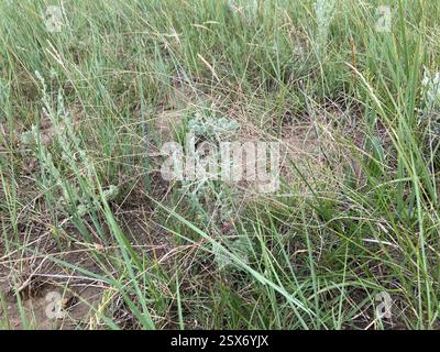 Tumblegrass (Muhlenbergia paniculata) Plantae Stock Photo - Alamy