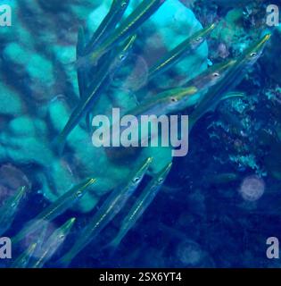 Striped Barracuda (Sphyraena obtusata) Actinopterygii Stock Photo - Alamy