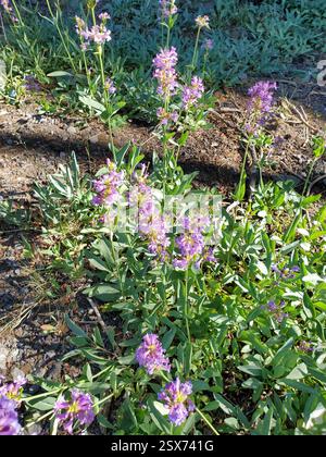 Glaucous Beardtongue (Penstemon euglaucus), Plantae, Sisters, OR 97759 ...