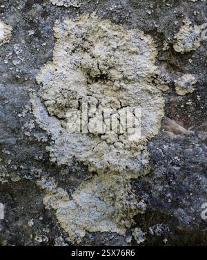 (Lepraria membranacea) Fungi Stock Photo - Alamy