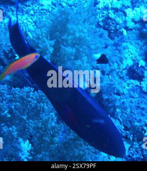 Swarthy Parrotfish (Scarus niger), Actinopterygii, XC78+PH, Qesm Sharm ...