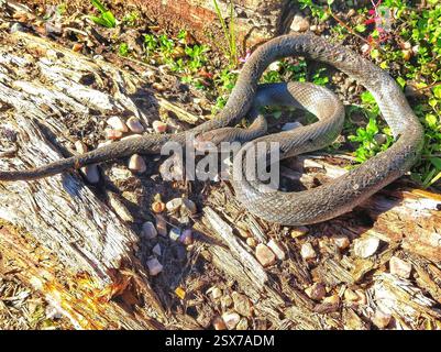 Olive Snake (Lycodonomorphus inornatus), Reptilia, top of Arbour Road ...