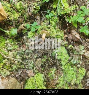 (Gyroporus), Fungi, Unger, WV 25411, USA, Mixed hardwood. Cap 2 cm diam ...
