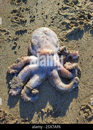 New Zealand Octopus (Macroctopus maorum) Mollusca Stock Photo - Alamy