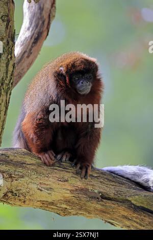 Coppery titi (Plecturocebus cupreus, Syn.: Callicebus cupreus), adult ...