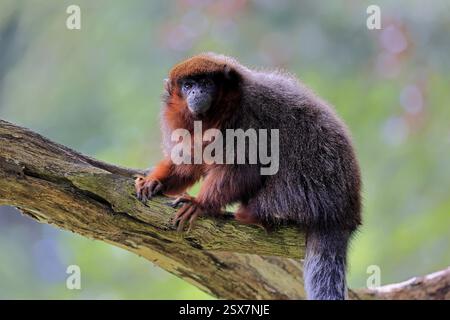 Coppery titi (Plecturocebus cupreus, Syn.: Callicebus cupreus), adult ...